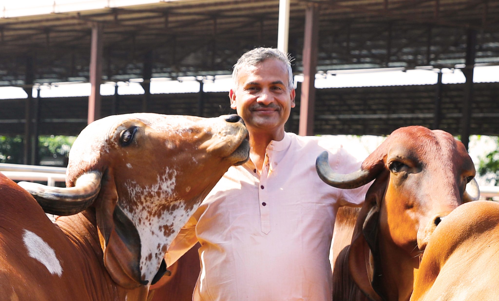 The International Federation of Indigenous Zebu Cattle: IFIZCI