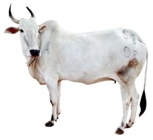 Comprehensive Guide to Indian Zebu Cattle Breeds