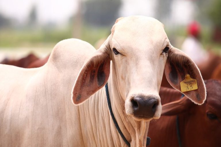 Comprehensive Guide to Indian Zebu Cattle Breeds