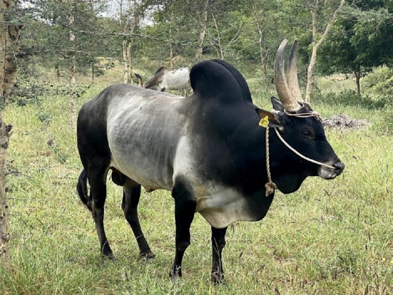 Comprehensive Guide to Indian Zebu Cattle Breeds