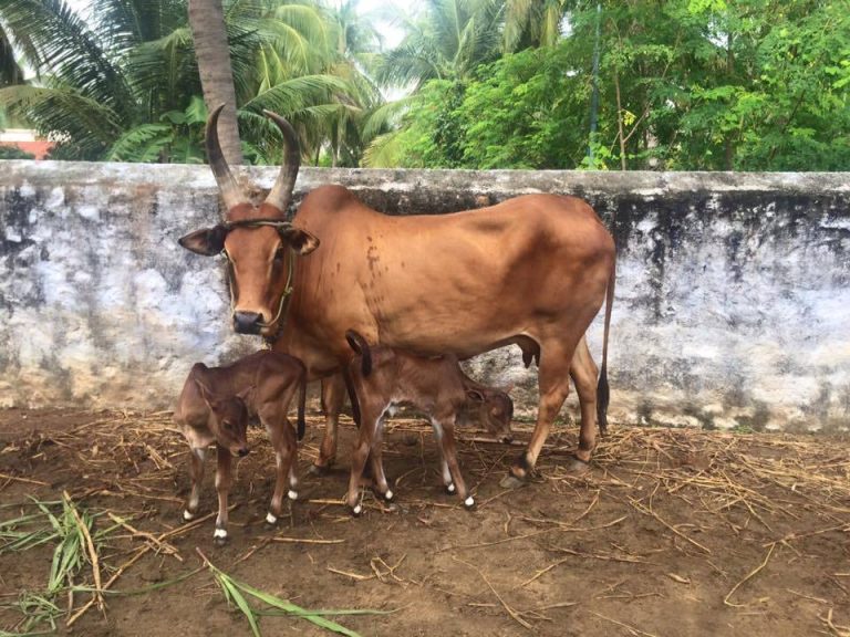 Comprehensive Guide to Indian Zebu Cattle Breeds