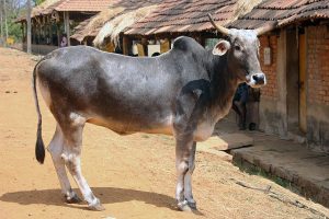 Comprehensive Guide to Indian Zebu Cattle Breeds