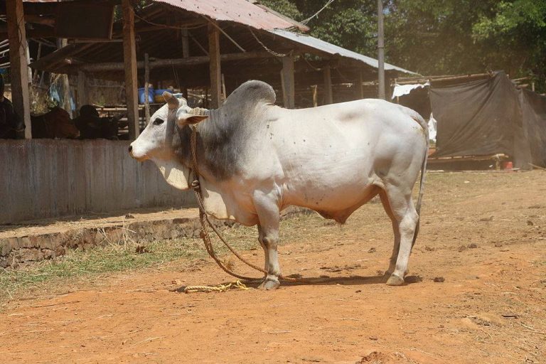 Comprehensive Guide to Indian Zebu Cattle Breeds