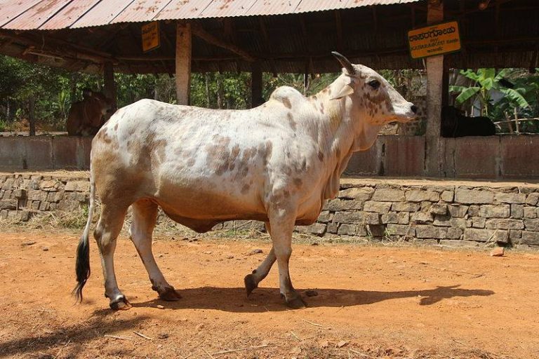 Comprehensive Guide to Indian Zebu Cattle Breeds