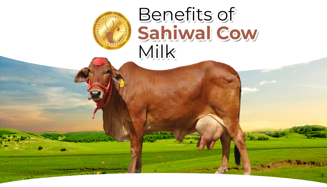Get the Purity and Health Benefits of Sahiwal Cow Milk