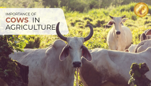 Understanding the Importance of Cows in Agriculture